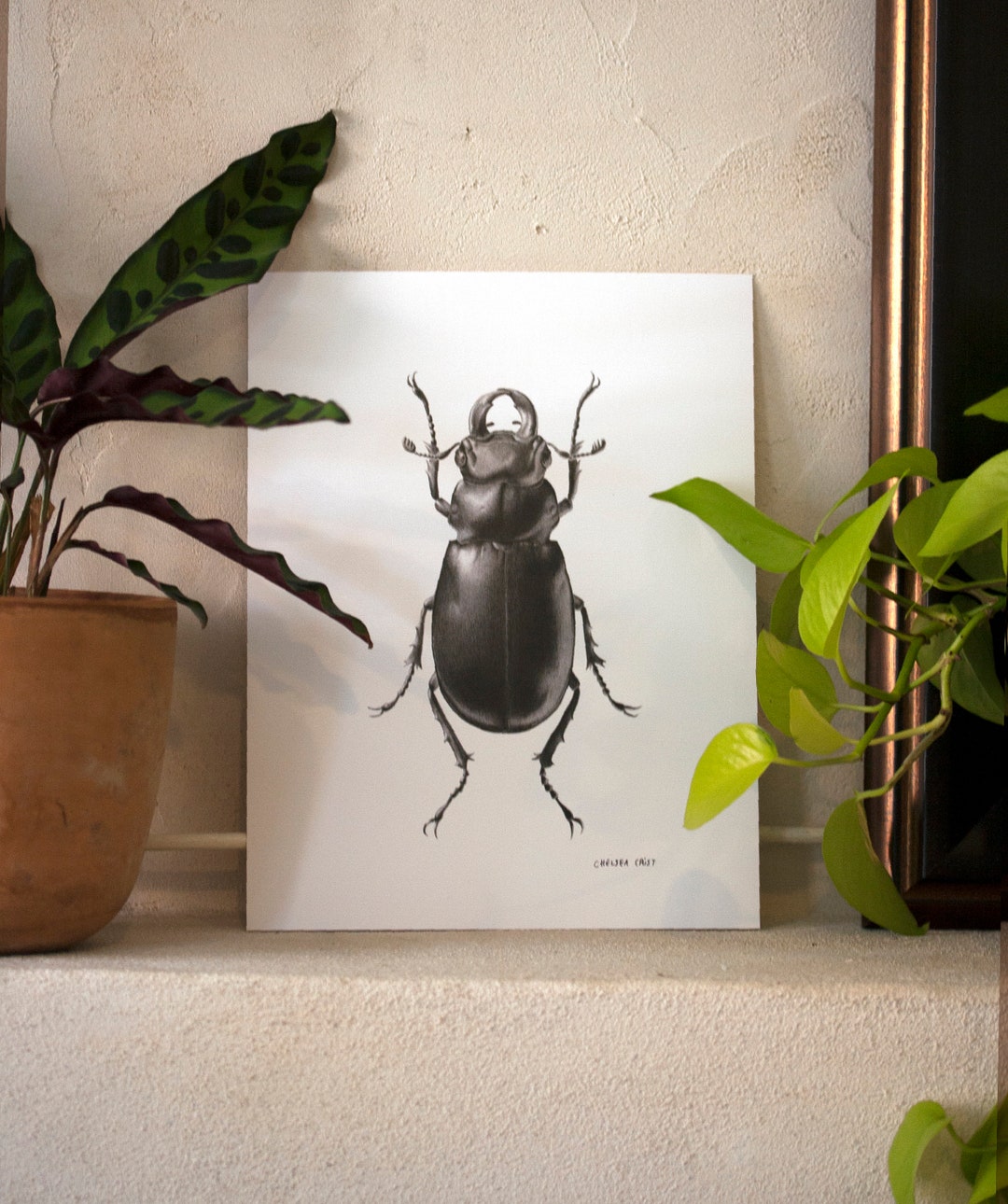 Stag Beetle Print - Beetle Illustration - Beetle - Insect Drawing ...
