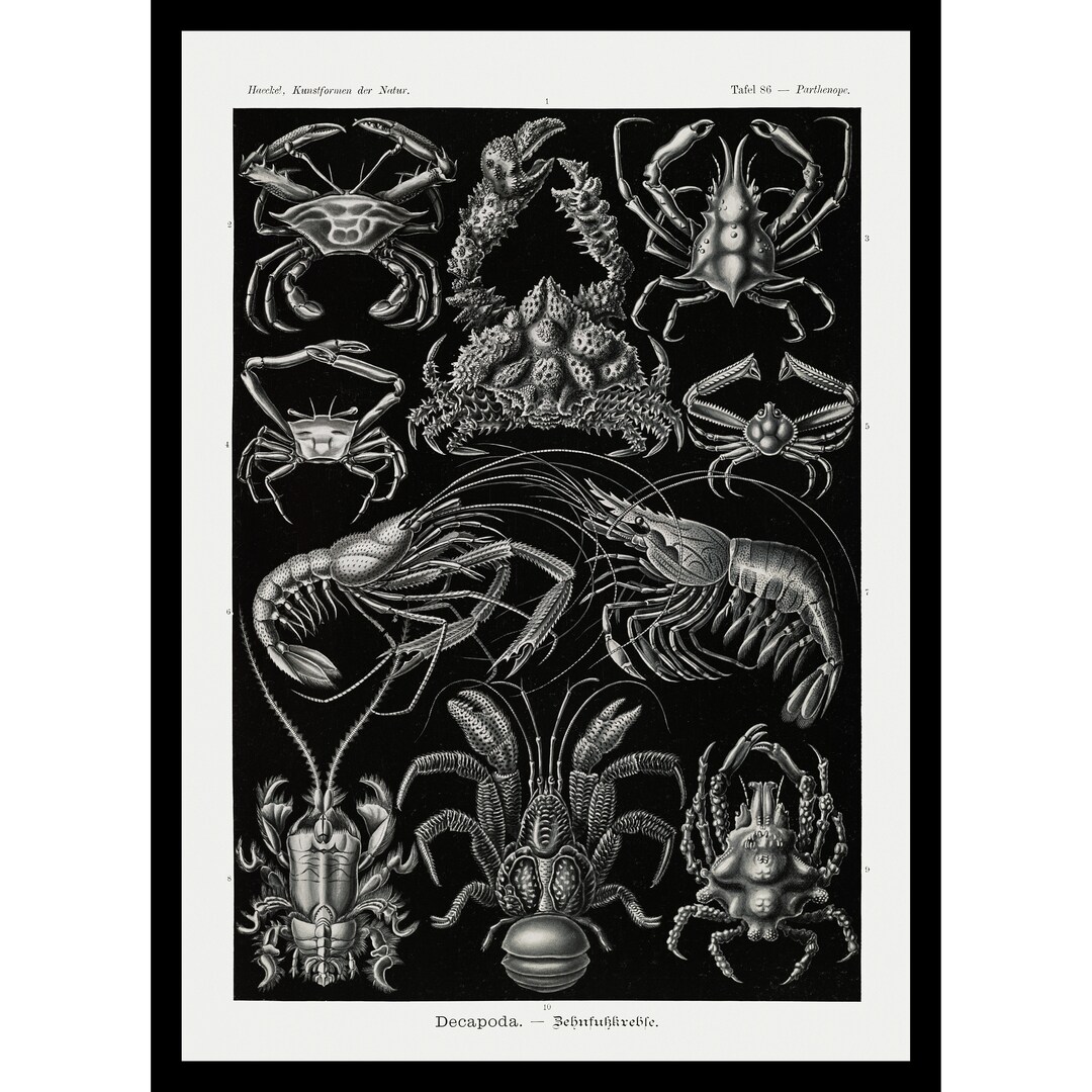 Ernst Haeckel Decapoda Digital Print Ernst Haeckel Art Forms in Nature ...