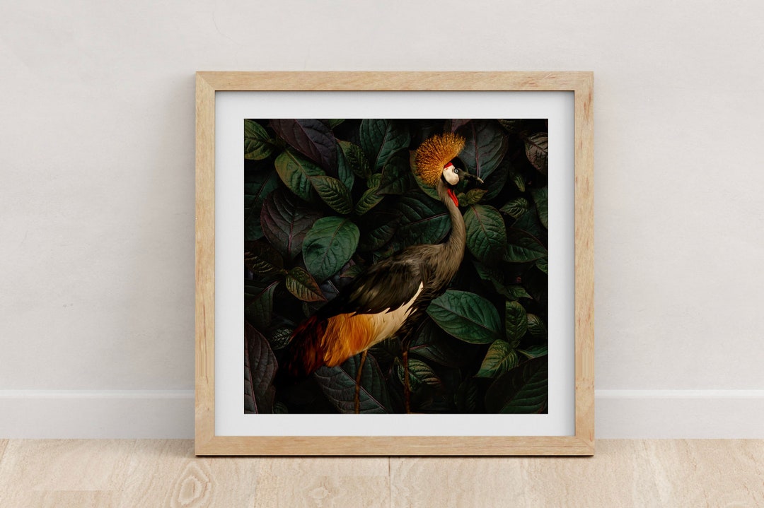 Grey Crowned Crane Art Print - Nature Wall Art - Square Print - Wall ...