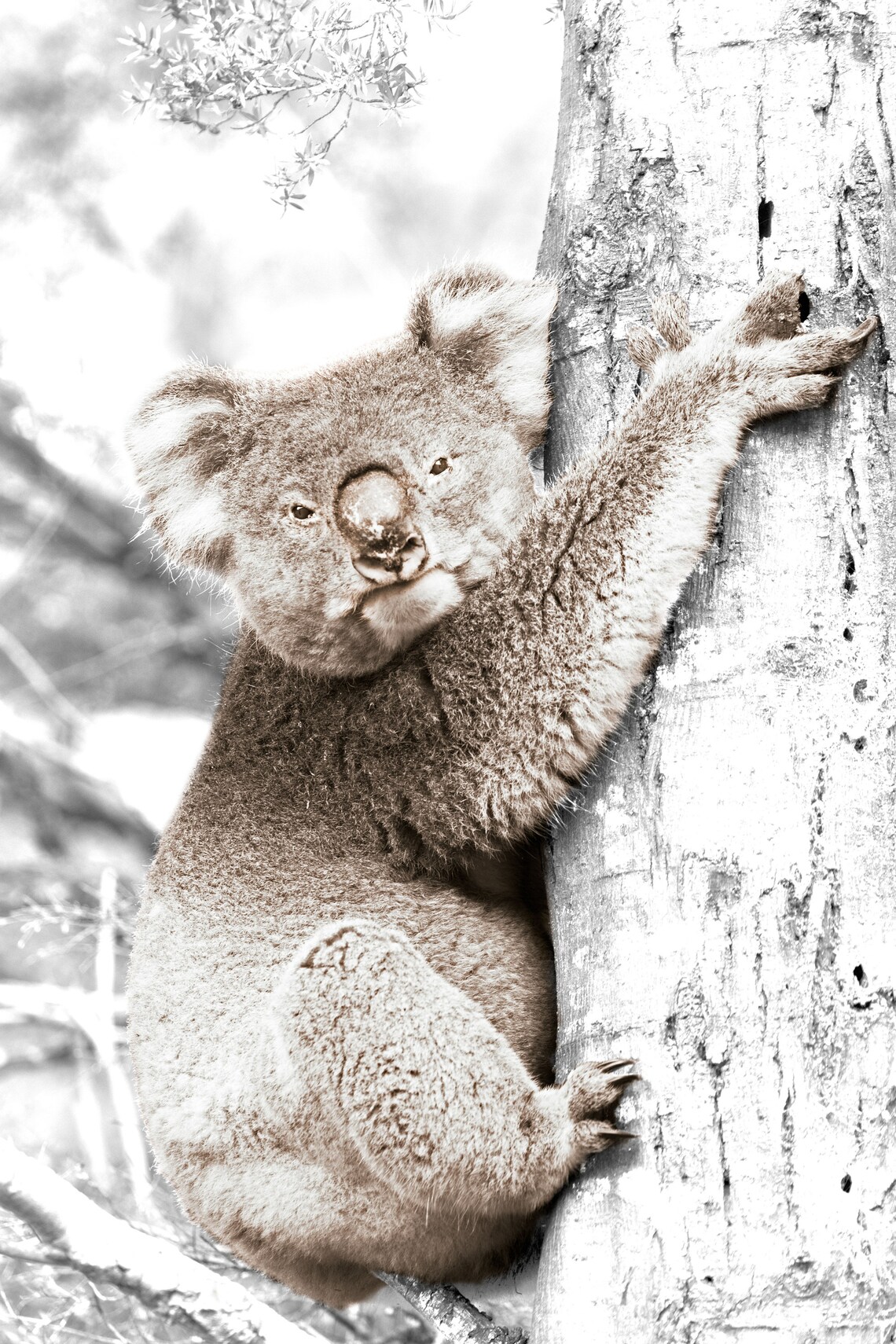 Koala Print Stretched Canvas Photographic Print Poster Australian ...