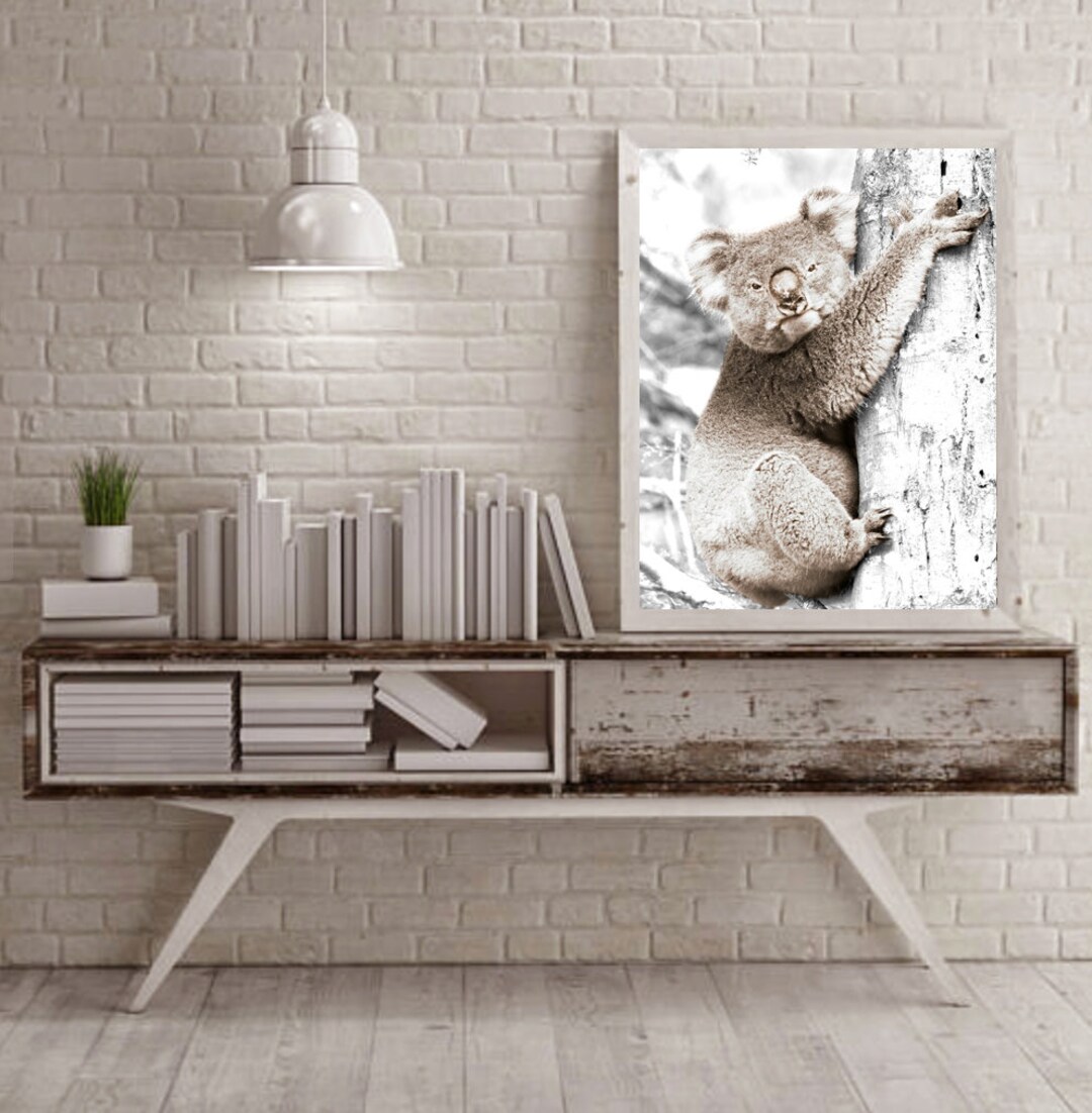 Koala Print - Stretched Canvas - Photographic Print - Poster ...