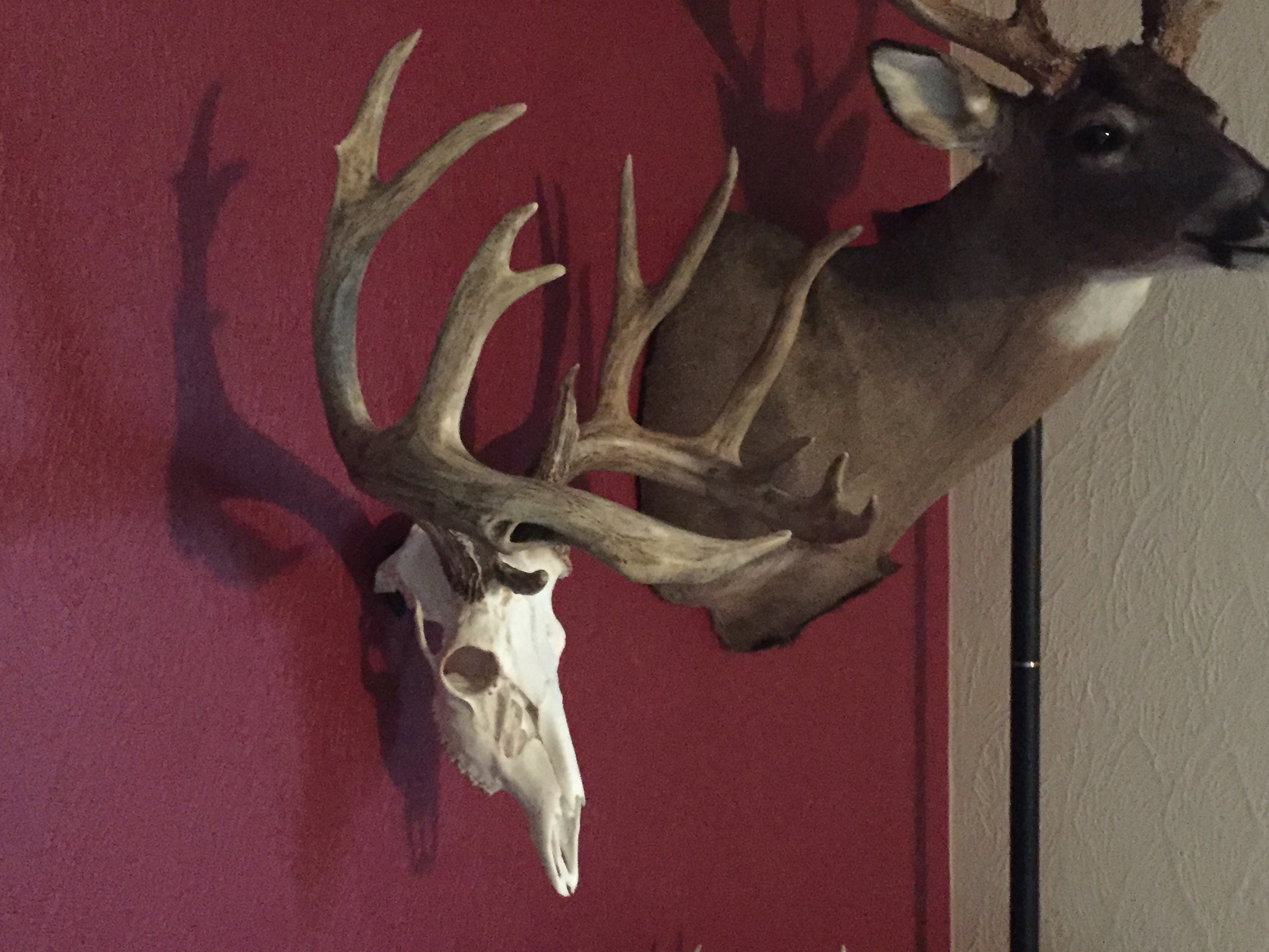 European Skull Mount Hanger 10 Pack - Etsy