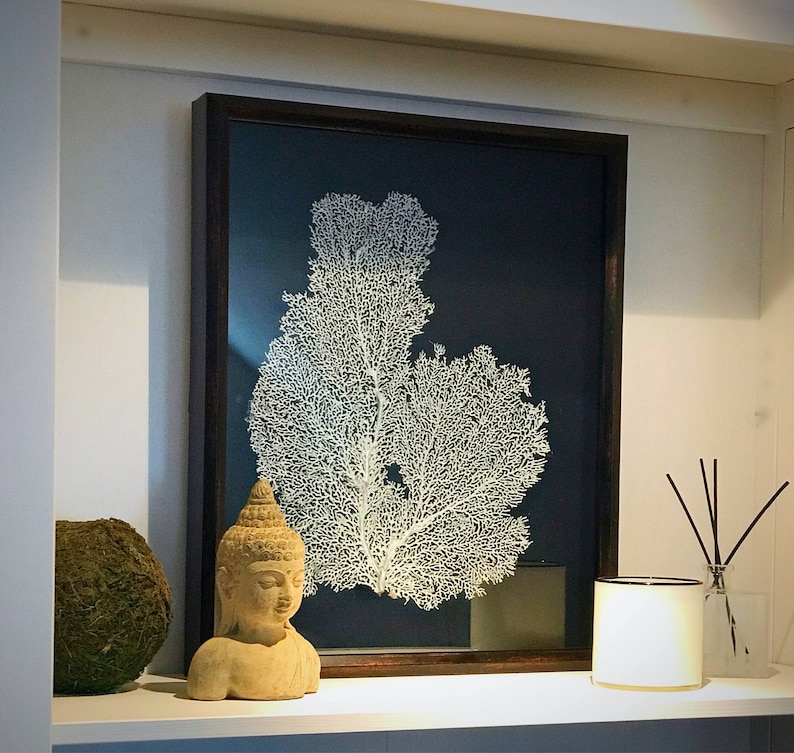 Sea Fan Shadowbox Framed Coral Art Coastal Black 16x20" Custom Color ...