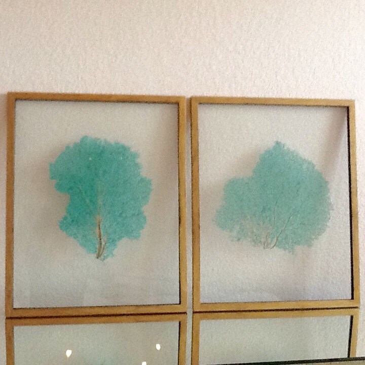 Set of 2 Framed Sea Fans Custom Color Request | Etsy
