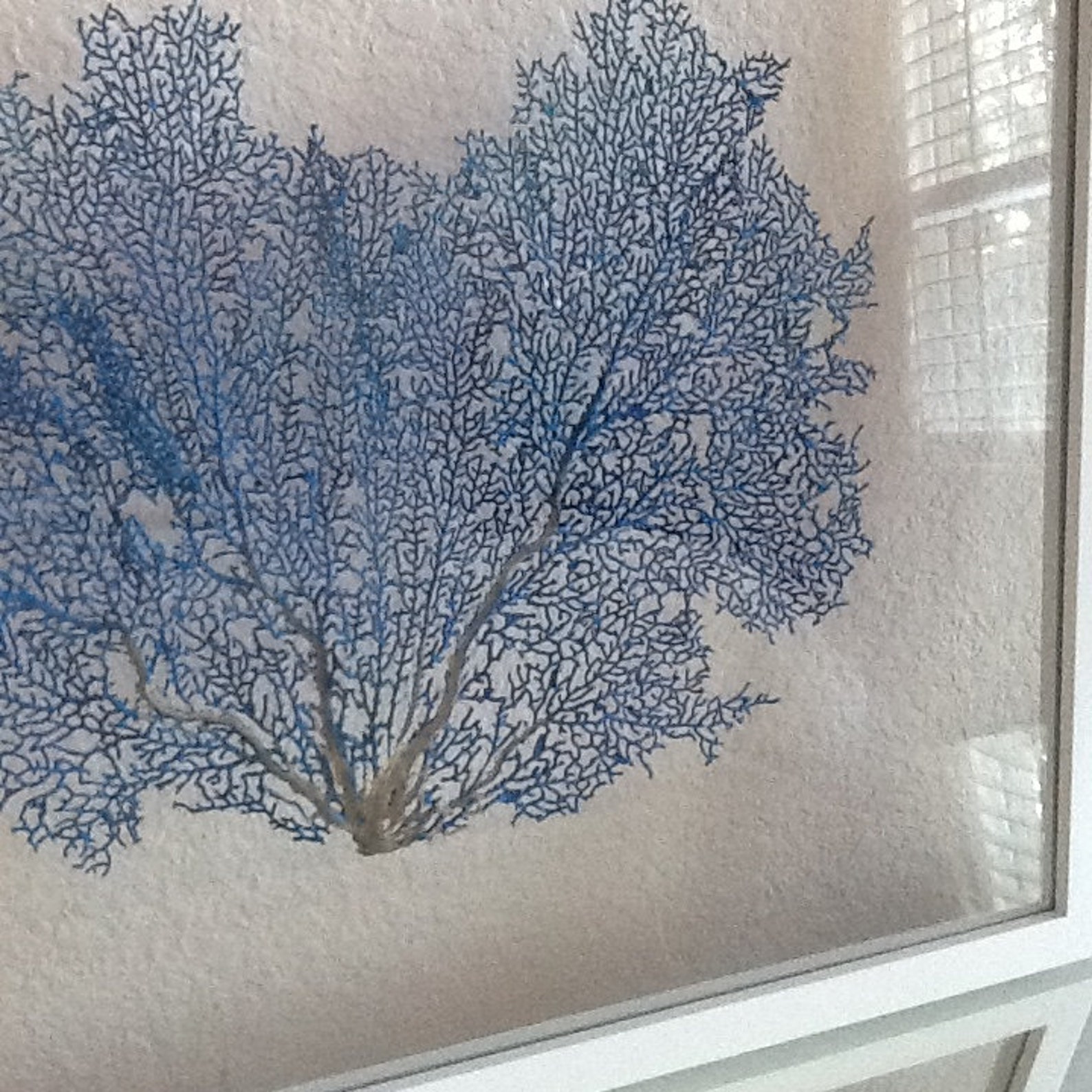 Pair Framed Sea Fans Cobalt Blue - Etsy