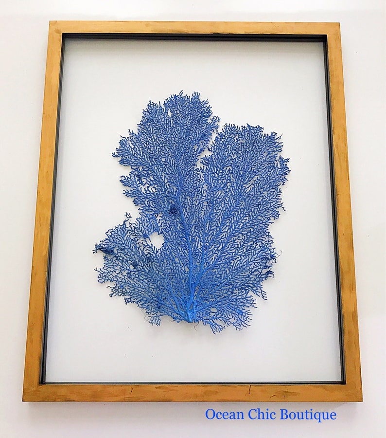 Set of 4 Framed Sea Fans Custom Color Request | Etsy