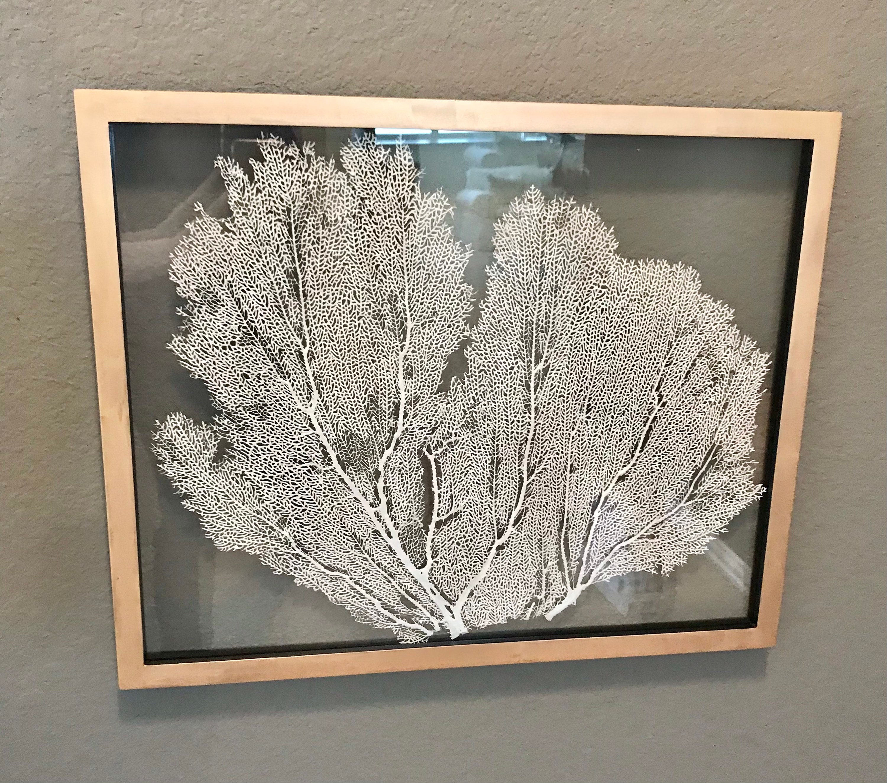 1 Framed Sea Fan White with Custom Color Frame 16x20 | Etsy