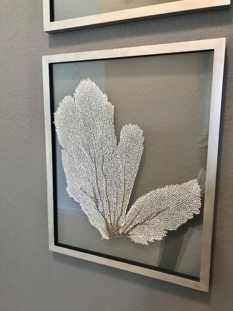 1 Framed Sea Fan White With Custom Color Frame 16x20 - Etsy