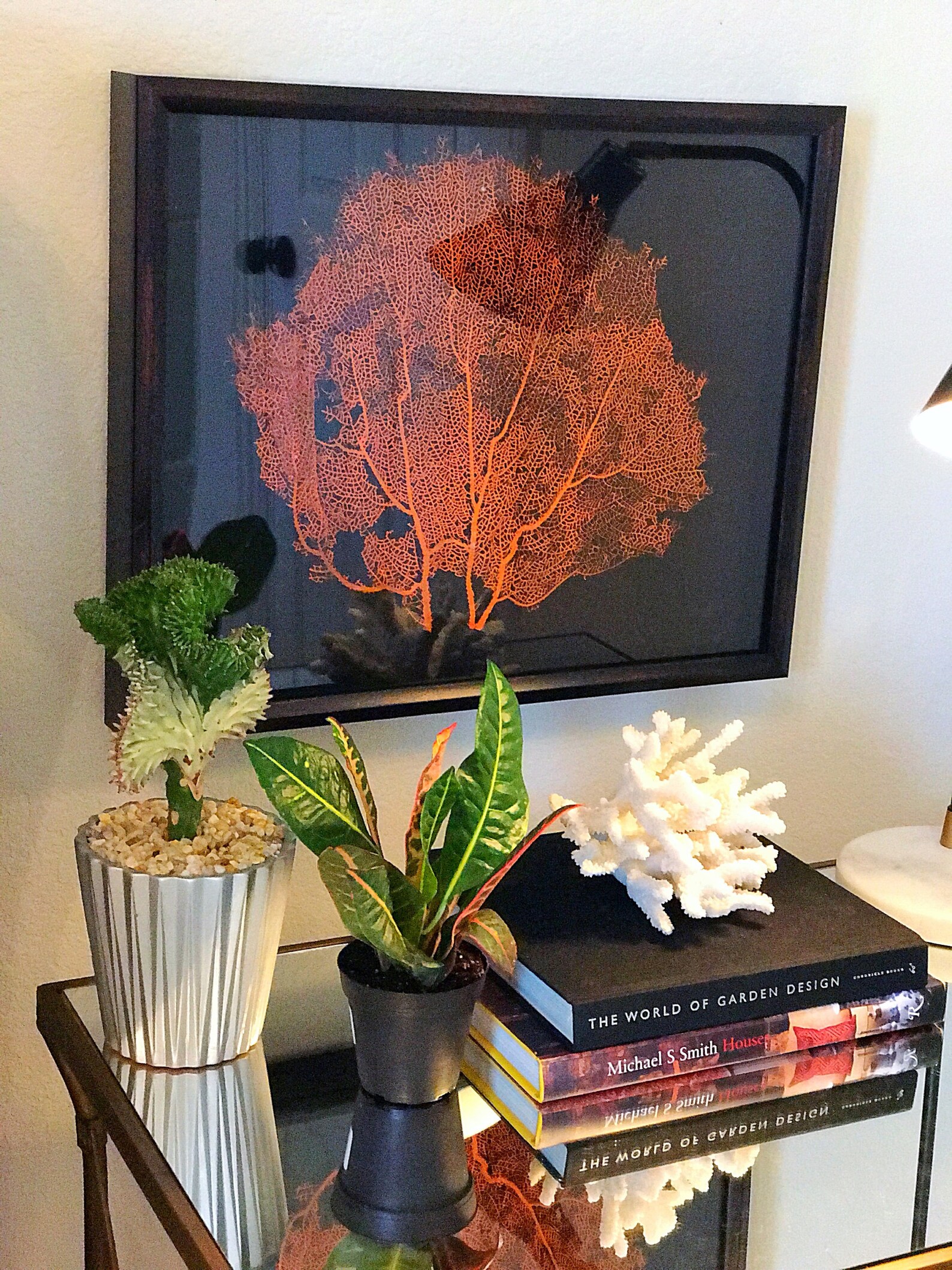 Sea Fan Shadowbox Framed Coral Art Coastal Black 16x20 - Etsy
