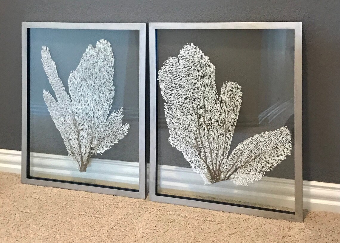Pair 2 of Framed Sea Fans White With Custom Color Frame | Etsy
