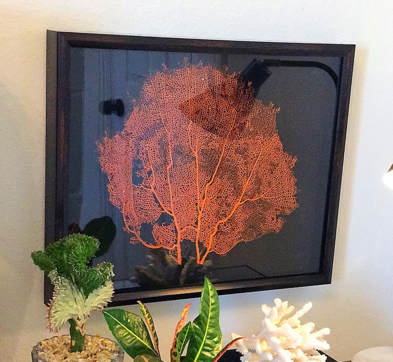 Sea Fan Shadowbox Framed Coral Art Coastal Black 16x20" Custom Color ...