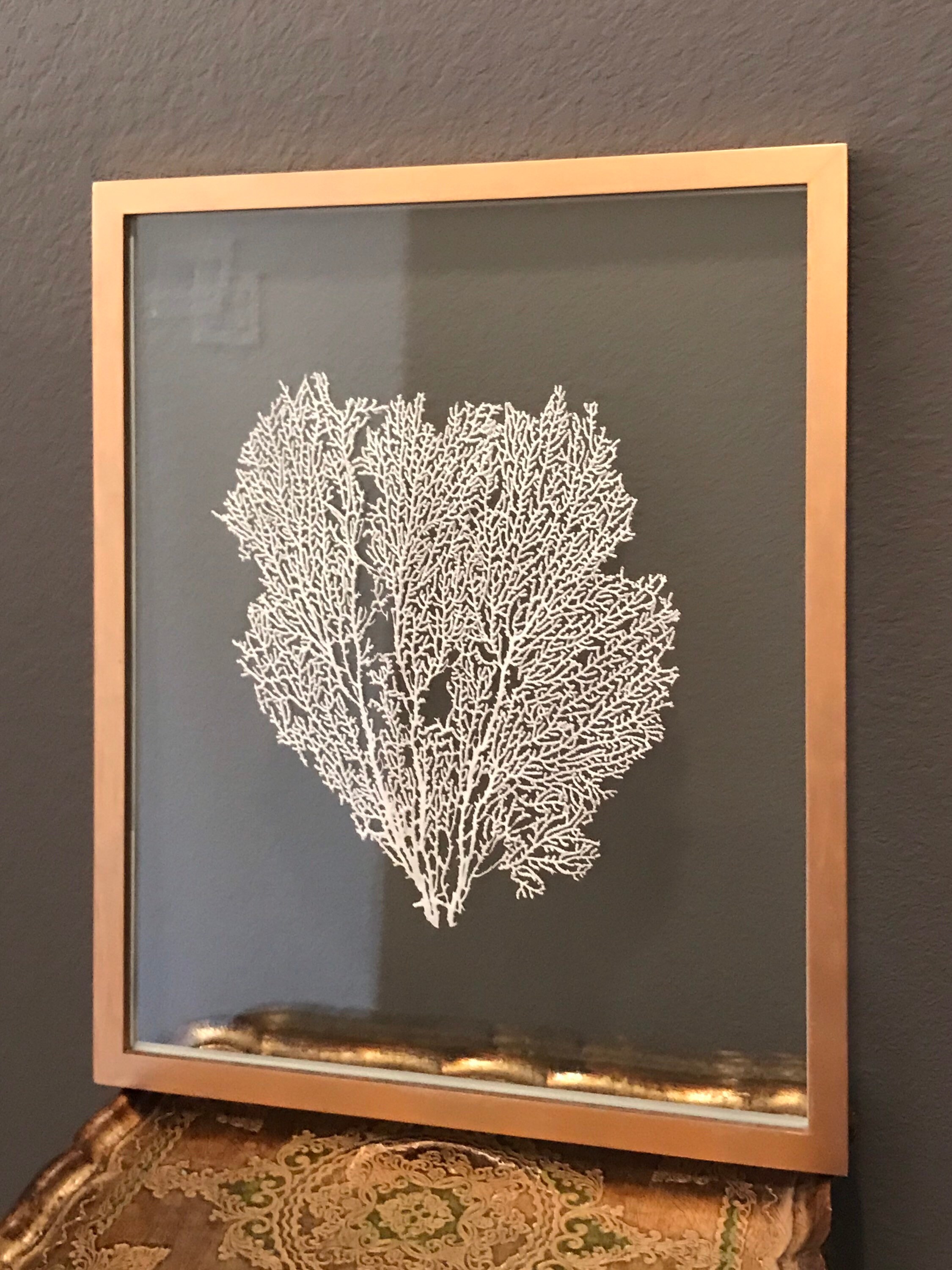 1 Framed Sea Fan White With Custom Color Frame 16x20 - Etsy