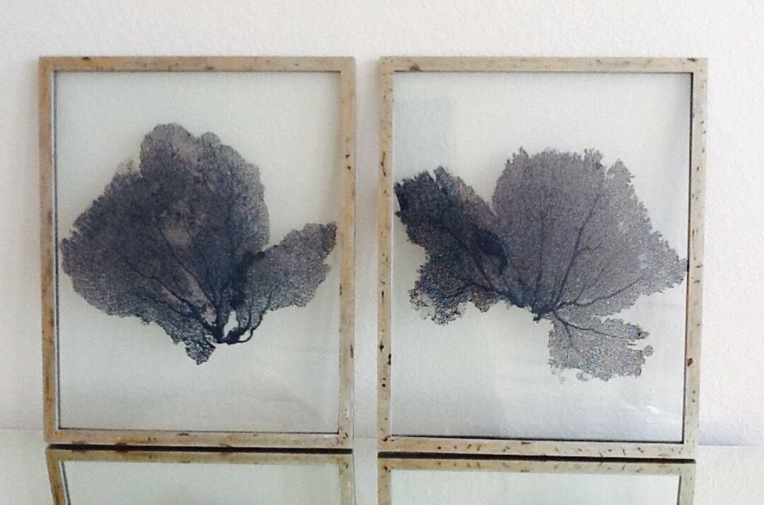 Pair Framed Sea Fans - Navy Blue - Etsy