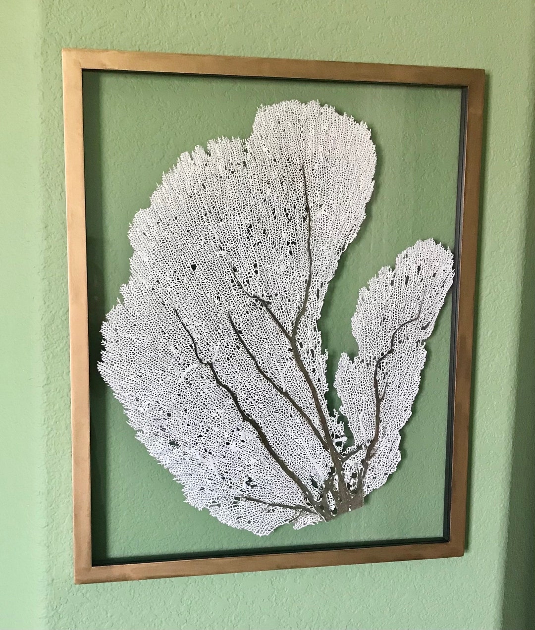 1 Framed Sea Fan - White With Custom Color Frame 16x20” - Etsy