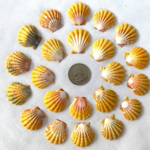 Rare Hawaiian Sunrise Shells | Etsy