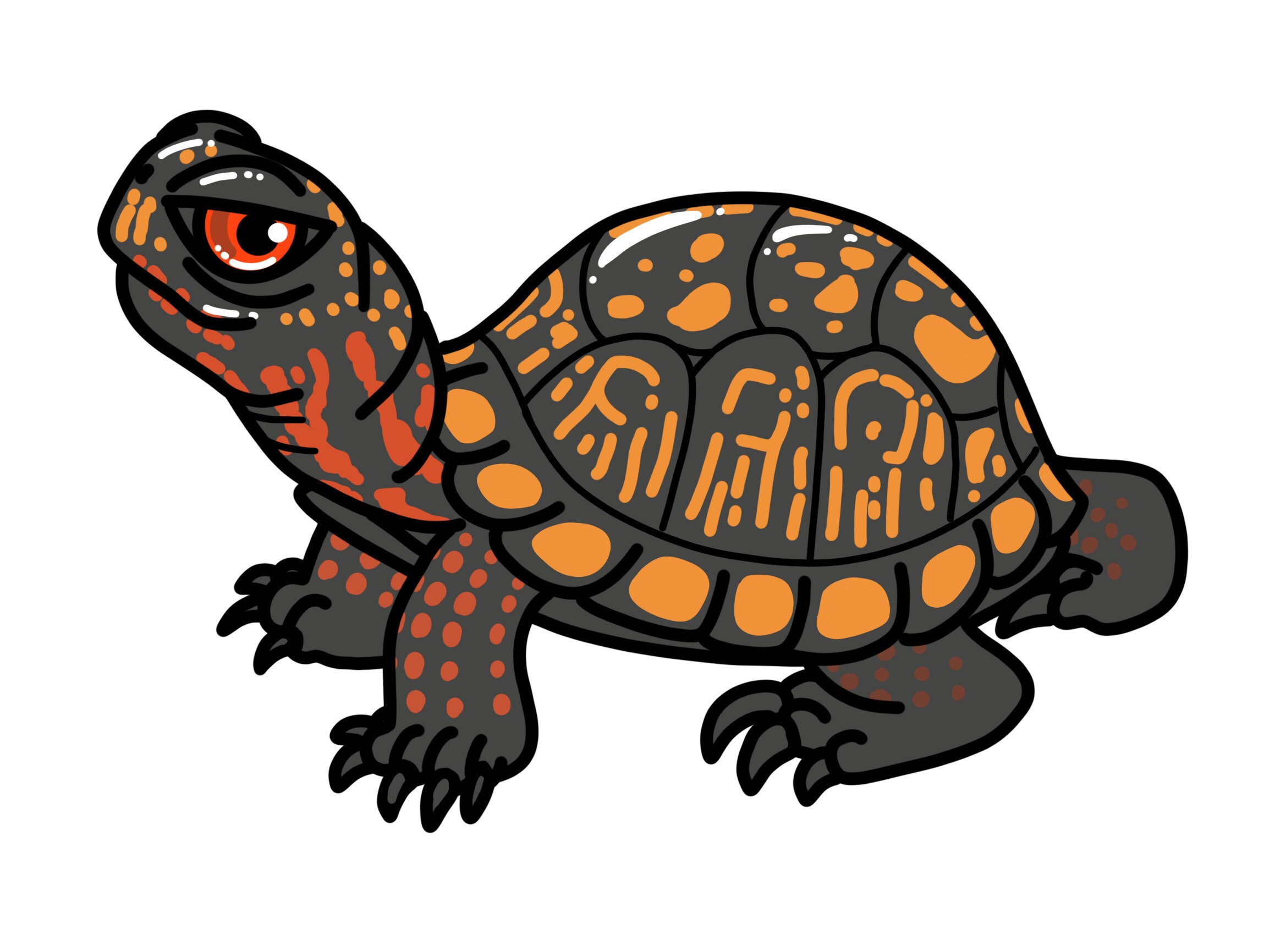 Turtles Vinyl Stickers/decals: Eastern Box Turtle Map Turtle - Etsy