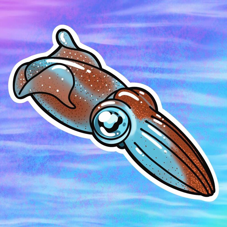 Squid Vinyl Stickers: Bobtail, Caribbean Reef, Firefly, Giant, Pyjama ...