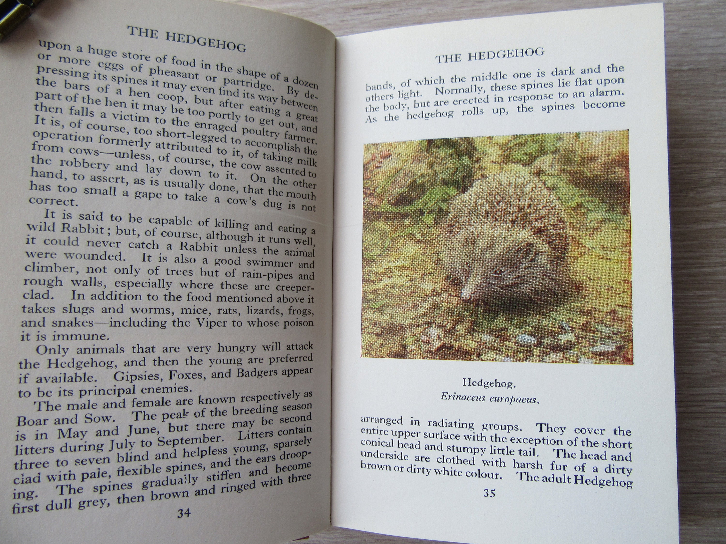Observer Book Wild Animals Vintage Book Collectors Book Uk - Etsy