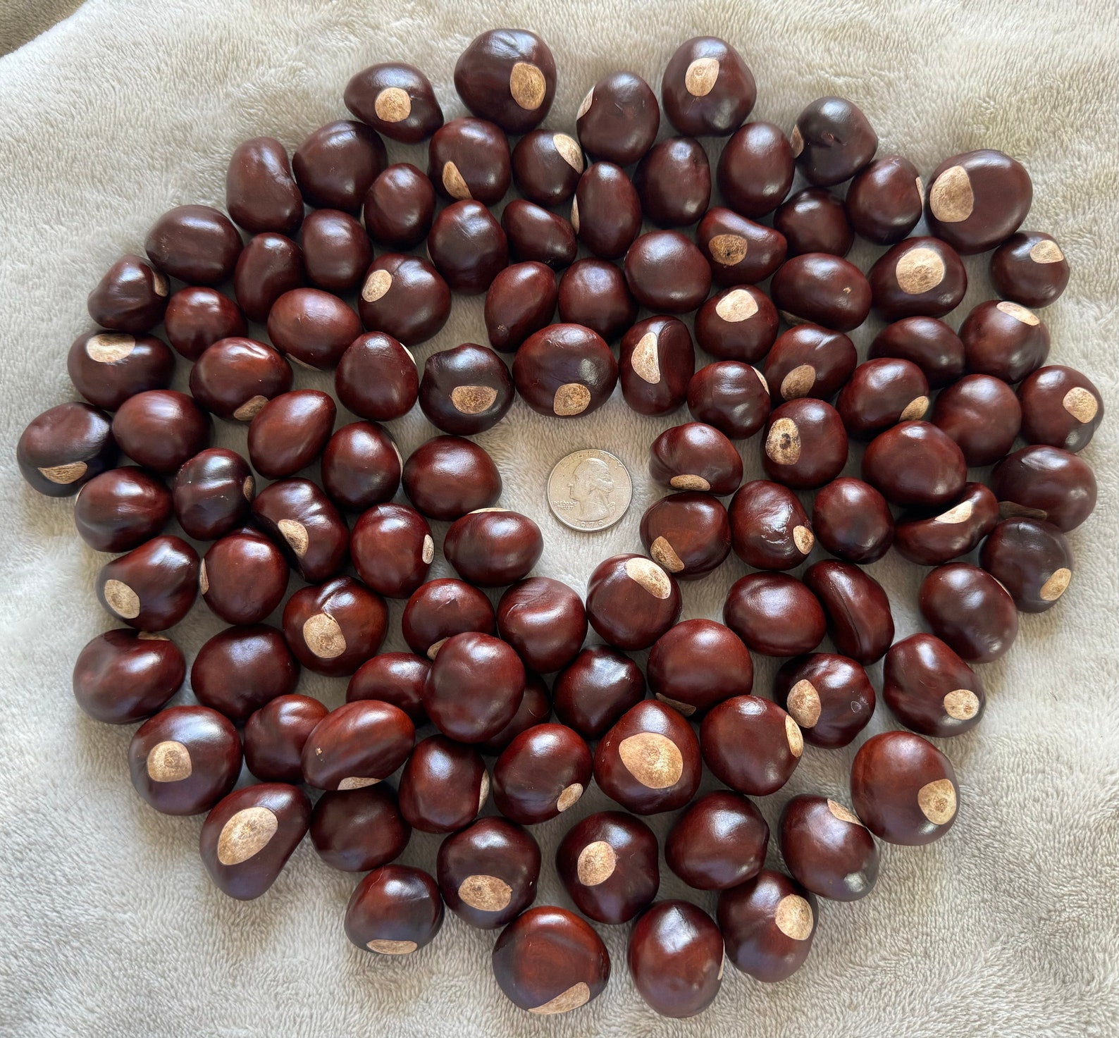125 Buckeye Nuts / Buckeye Seeds/ Mixed Shapes / 100% Dried - Etsy