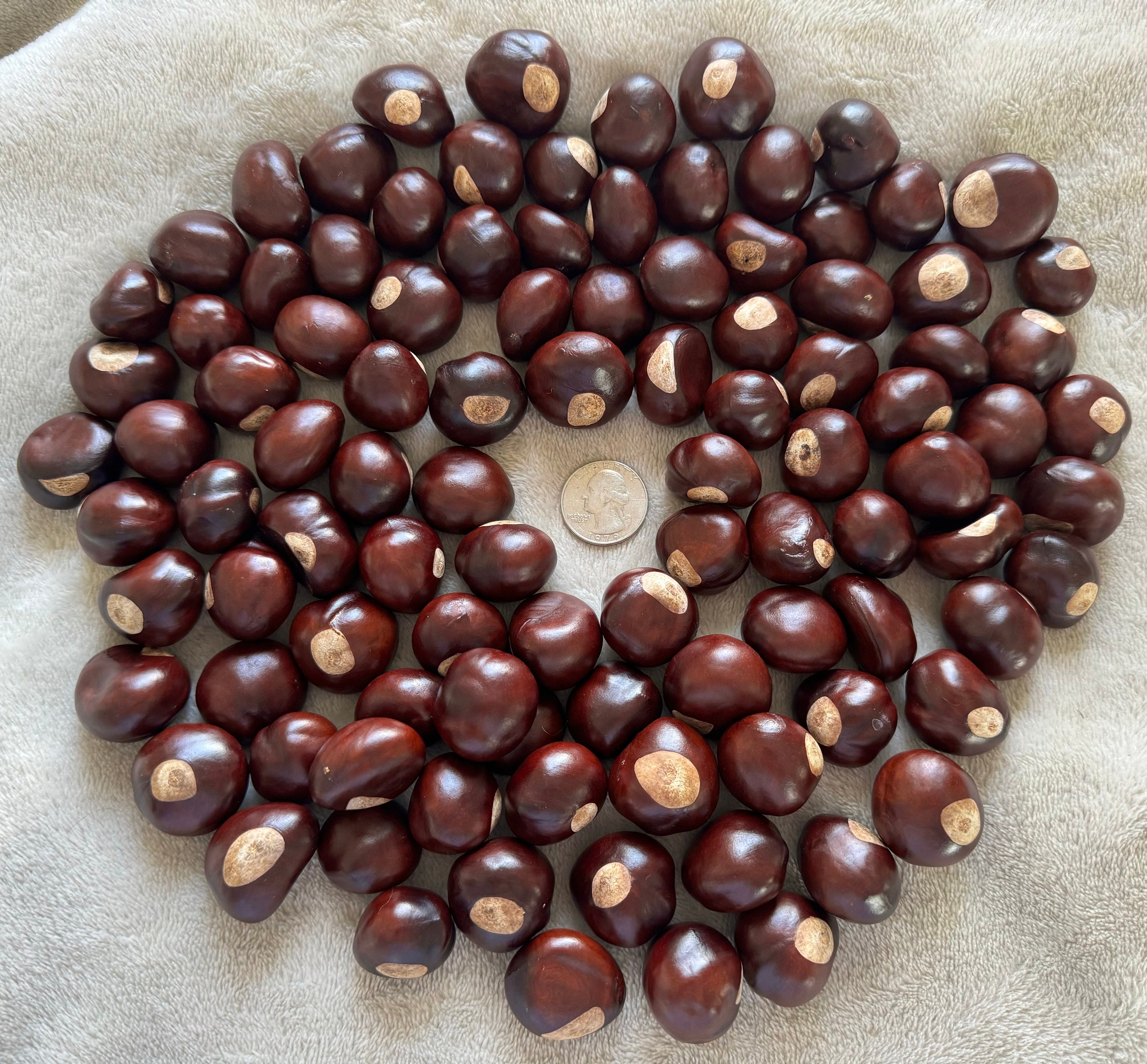 125 Buckeye Nuts / Buckeye Seeds/ Mixed Shapes / 100% Dried - Etsy