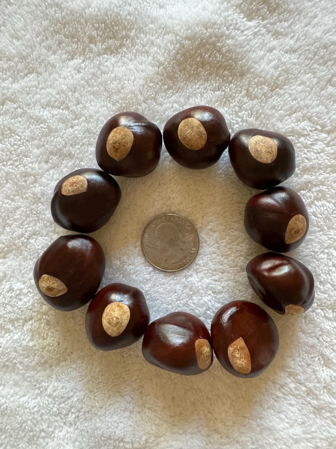 10 Buckeye Nuts / Buckeye Seeds/ Mixed Shapes / 100% Dried - Etsy
