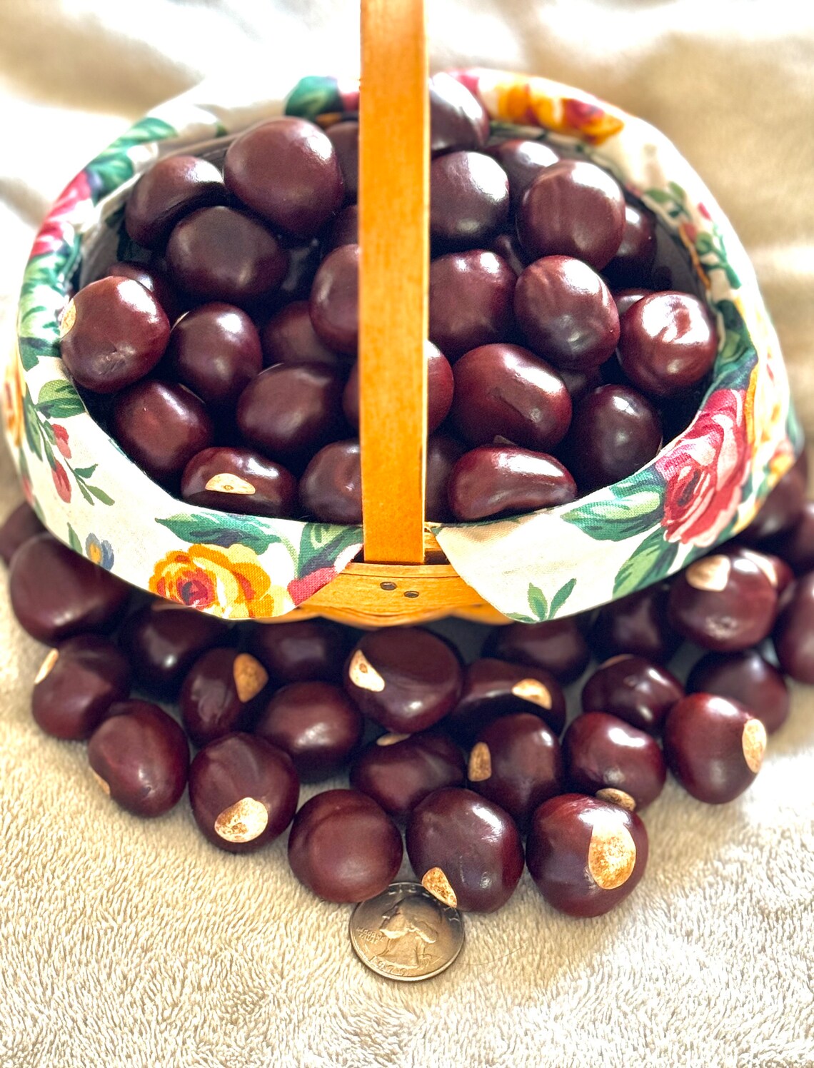 125 Buckeye Nuts / Buckeye Seeds/ Mixed Shapes / 100% Dried - Etsy