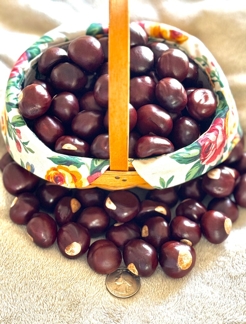 125 Buckeye Nuts / Buckeye Seeds/ Mixed Shapes / 100% Dried - Etsy