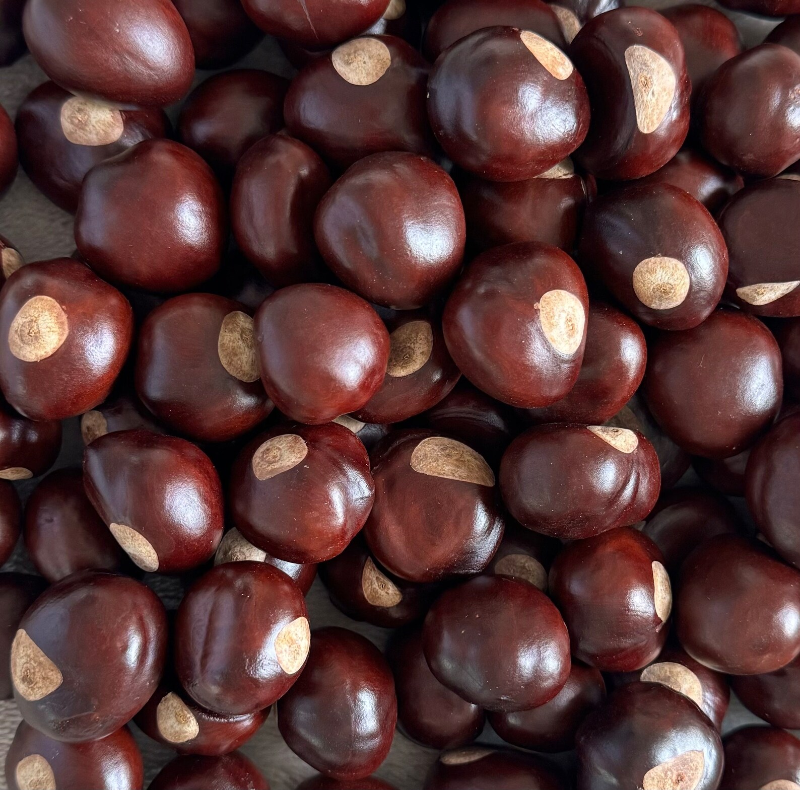125 Buckeye Nuts / Buckeye Seeds/ Mixed Shapes / 100% Dried - Etsy