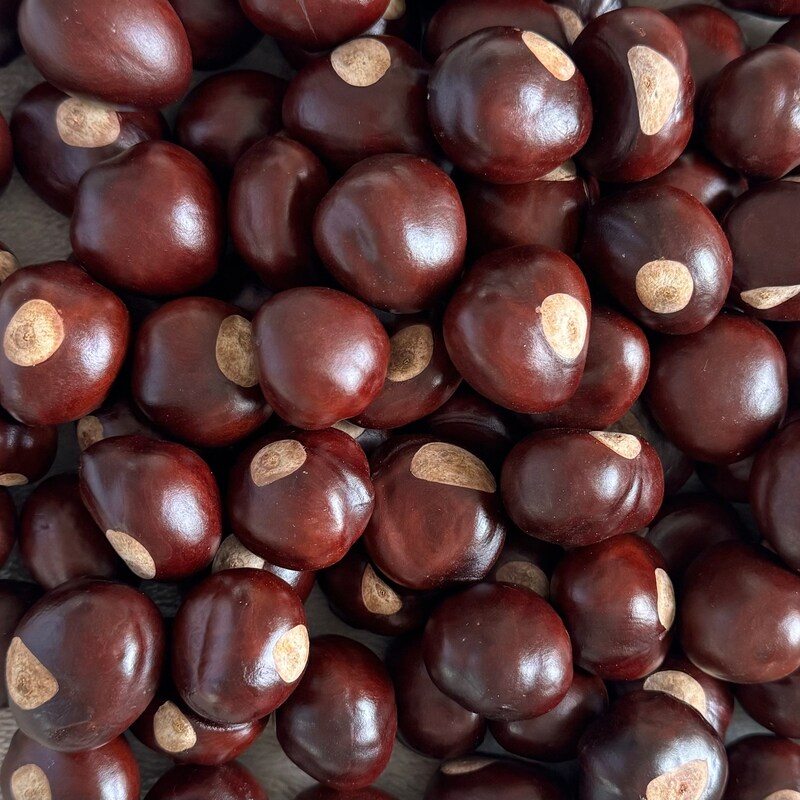 Buckeye Tree - Etsy