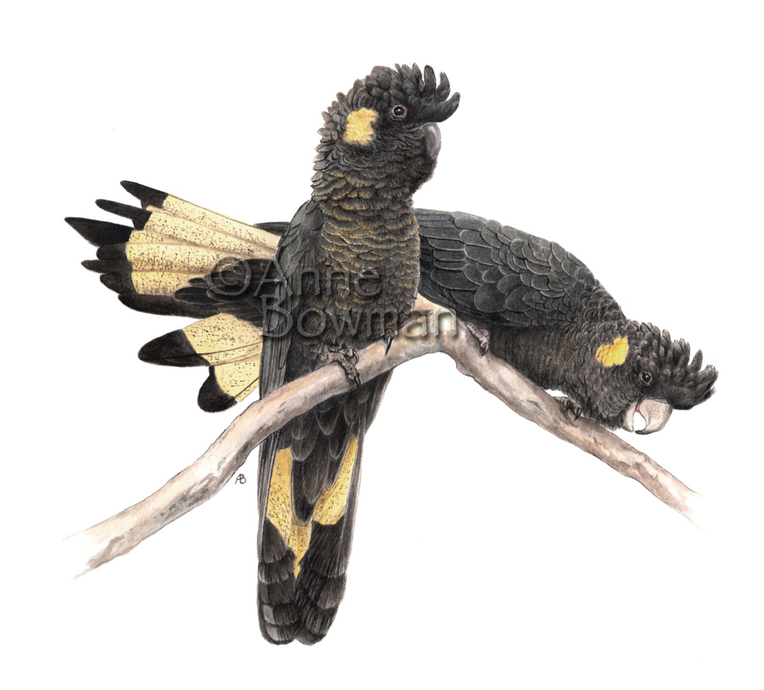Yellow Tailed Black Cockatoo Ubicaciondepersonascdmxgobmx