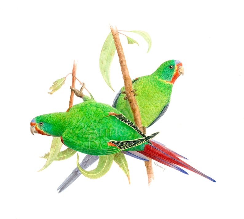 Swift Parrot - Critically Endangered. A3 or A4 Print - Etsy