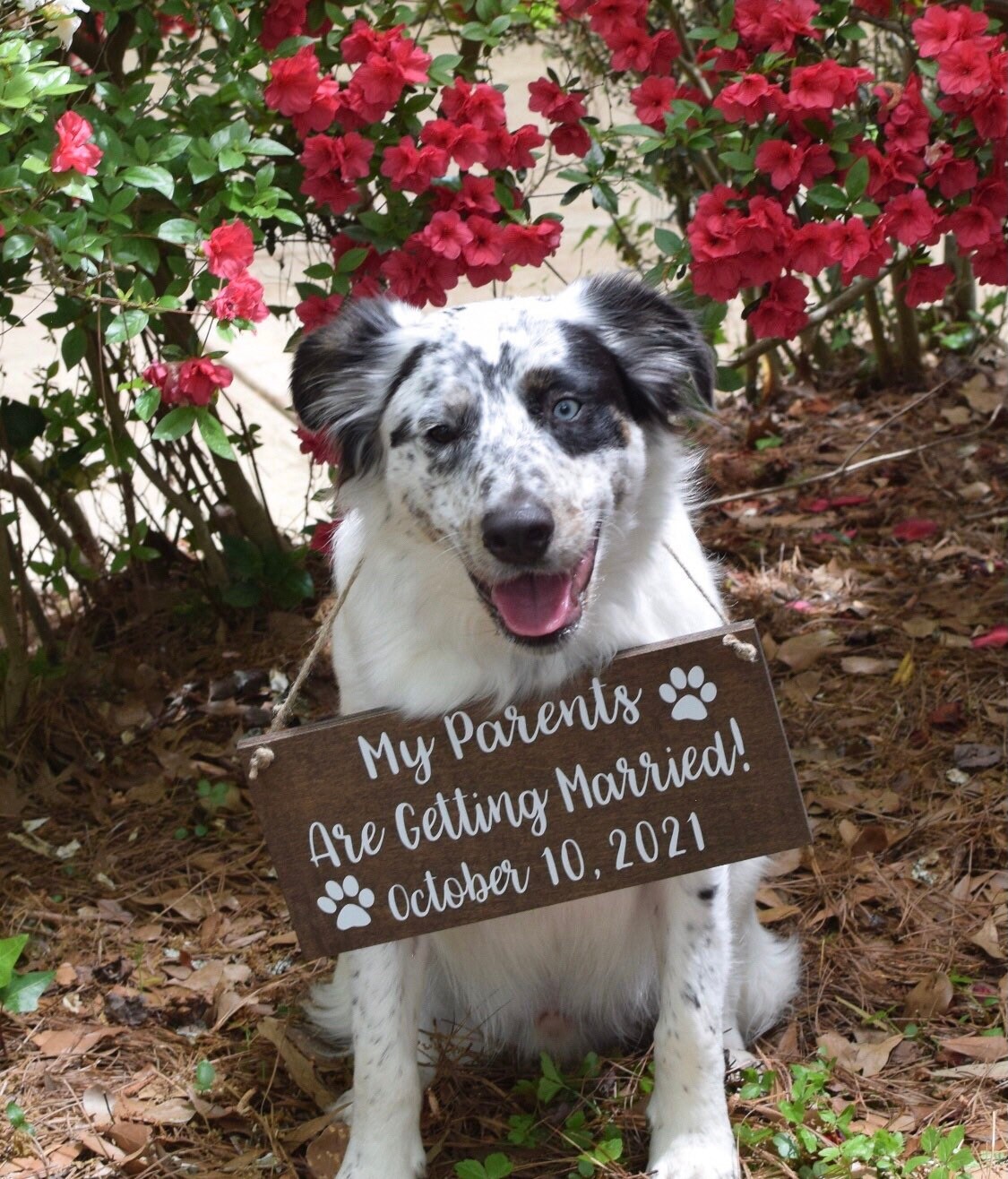 My Parents Are Getting Married Dog sign Handmade Maple wood | Etsy