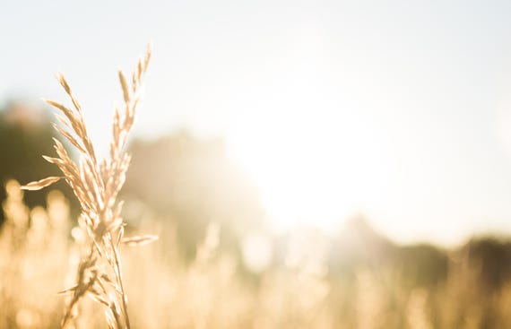 Golden Field Summery Sunshine INSTANT DOWNLOAD Stock Photo | Etsy