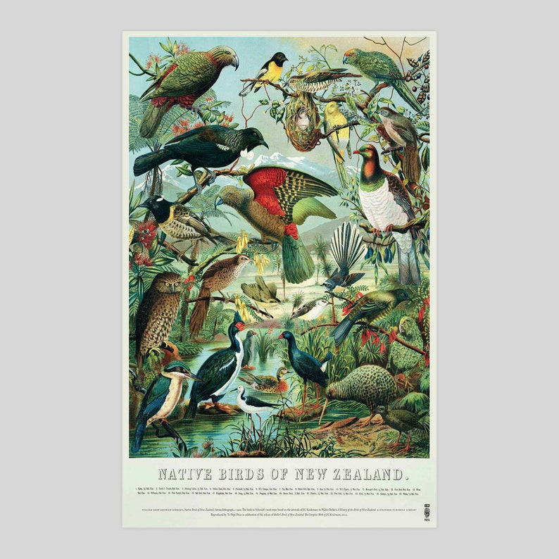 Native Birds of New Zealand Art Print - Etsy