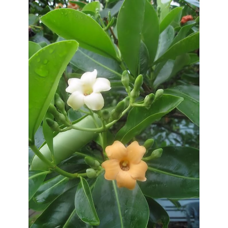 Pua Kinikini Perfume Hawaiian Pua Kini Kini Flower From - Etsy