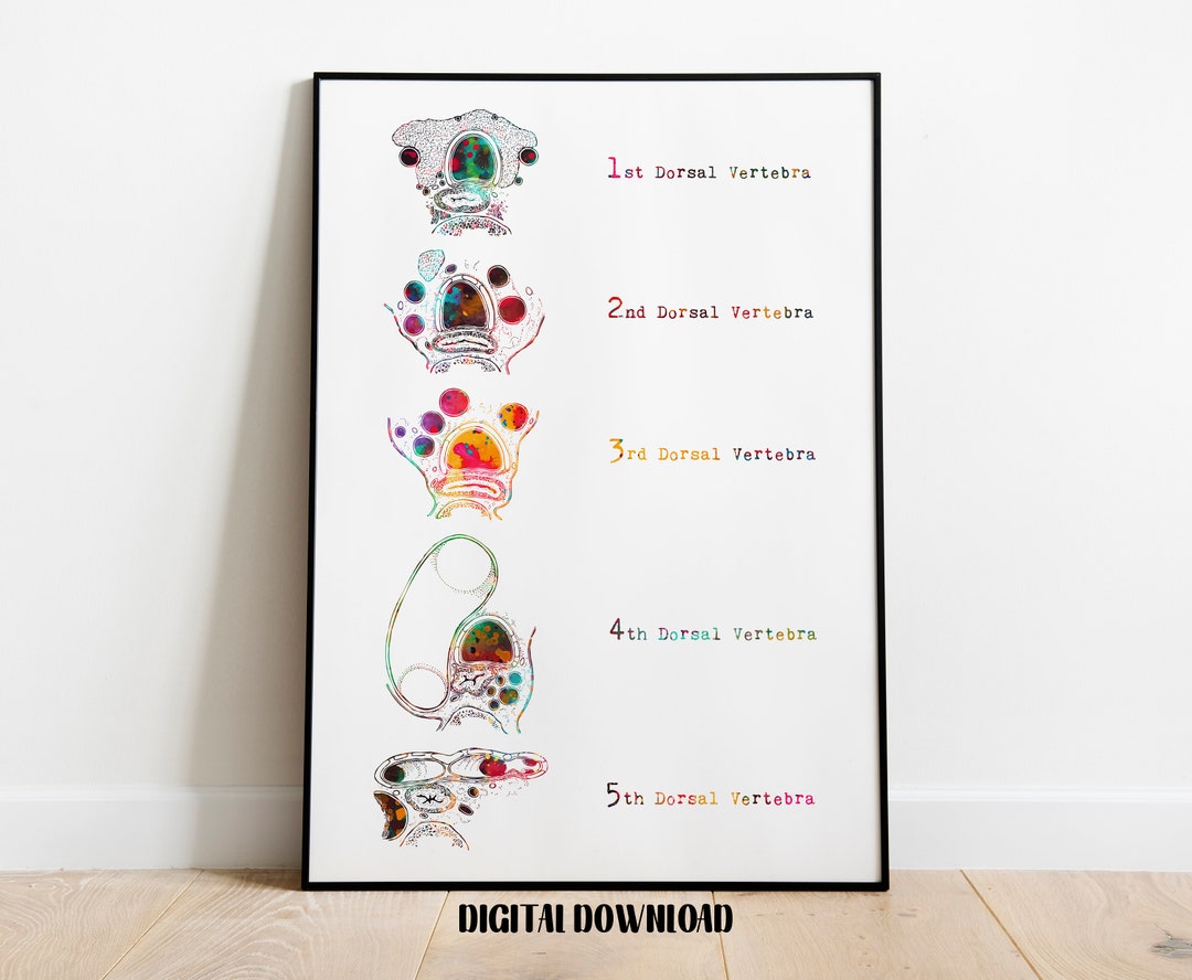 Trachea Transverse Section Pulmonology Poster Medical Science ...