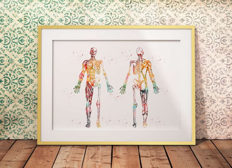 Bones and Muscles Anatomy Musculoskeletal System Front and - Etsy