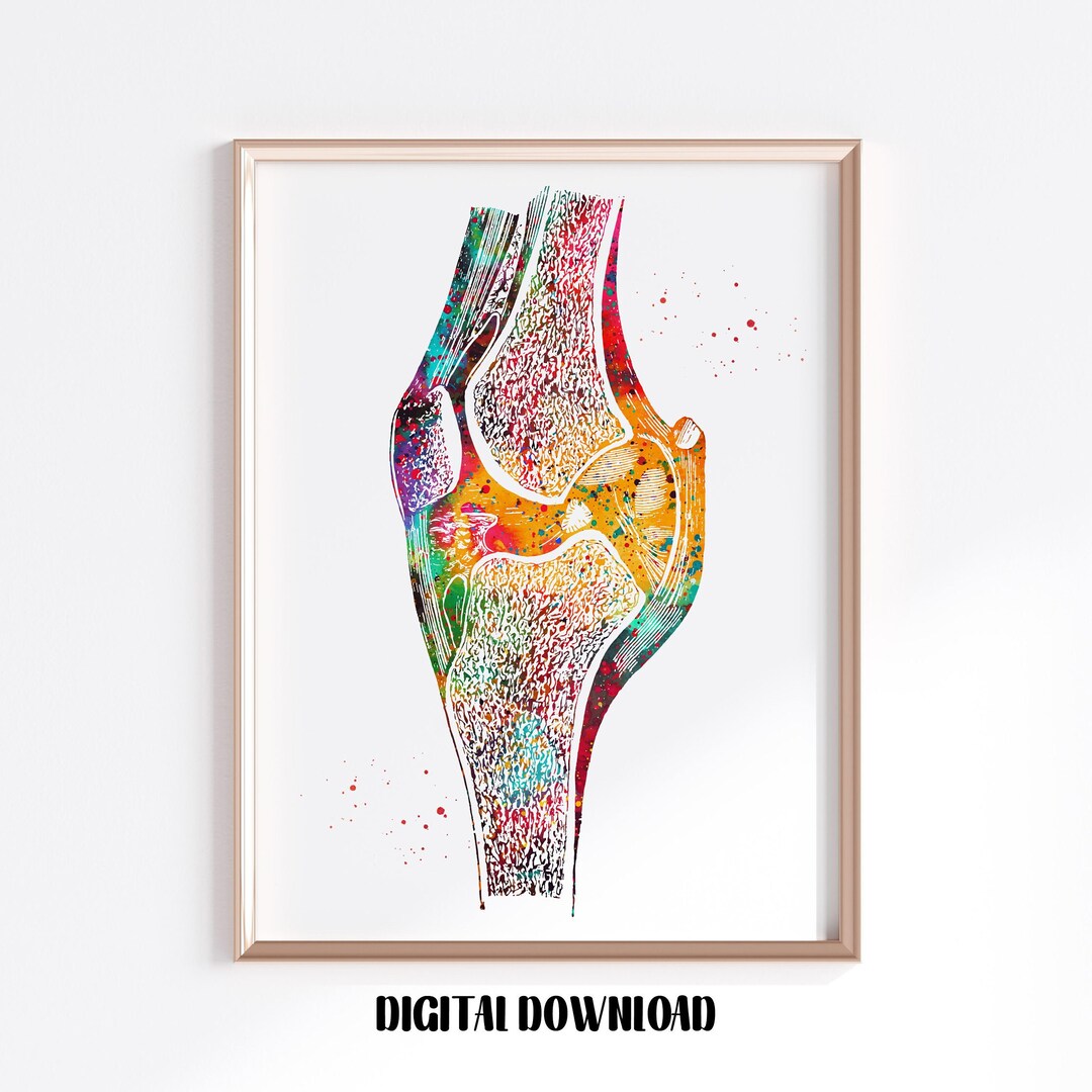 Knee Bone Human Anatomy Orthopedic Skeletal System Leg Bones - Etsy