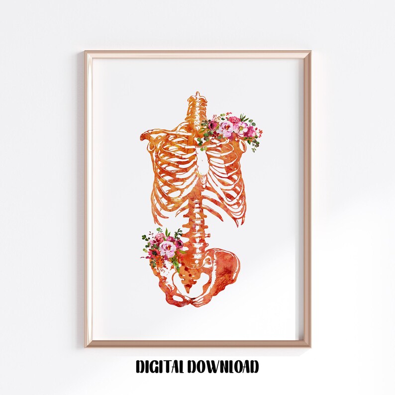 Skeleton Torso Human Skeleton Anatomy Art Medical Science - Etsy