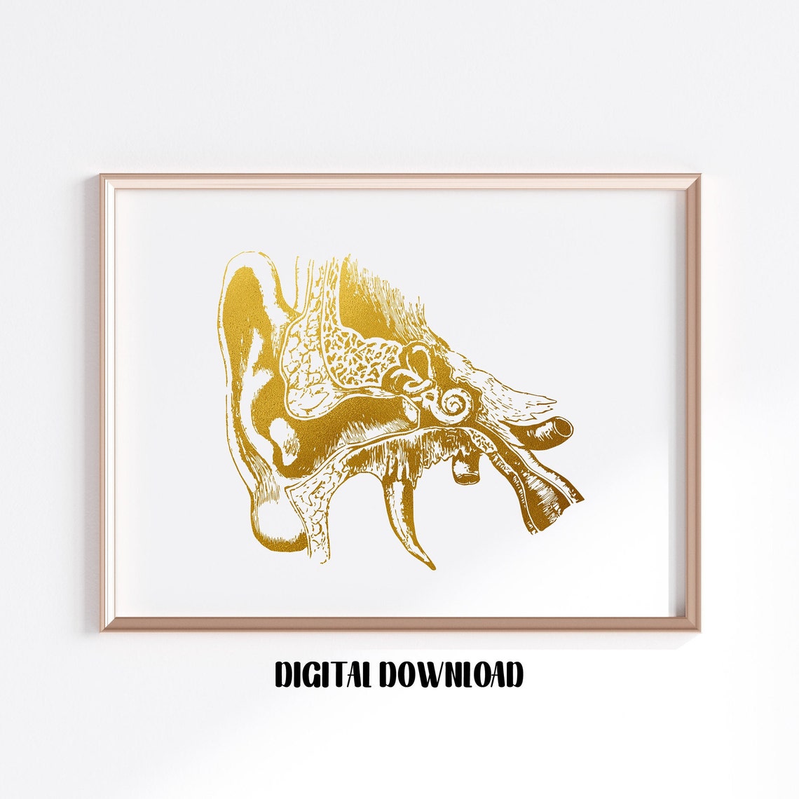 Human Ear Anatomy Audiology Poster Cross Section of Ear Golden - Etsy