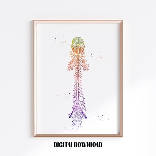 Human Spine Spinal Cord Anatomy Art Vertebral Column Poster - Etsy Canada