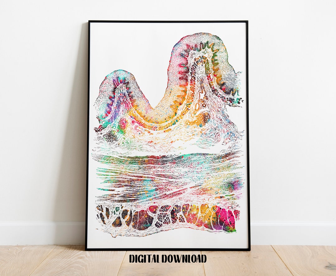 Esophagus Transverse Section Anatomy Poster Medical Science Watercolor ...