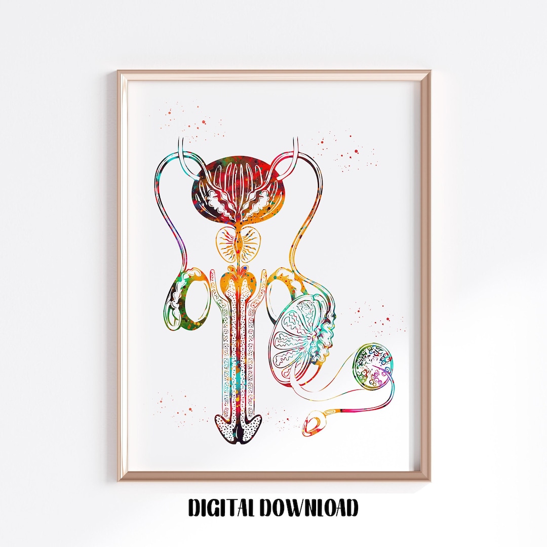 Human Male Reproductive System Anatomy Poster Medical Science - Etsy