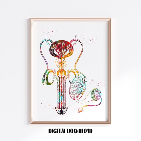 Human Male Reproductive System Anatomy Poster Medical Science - Etsy