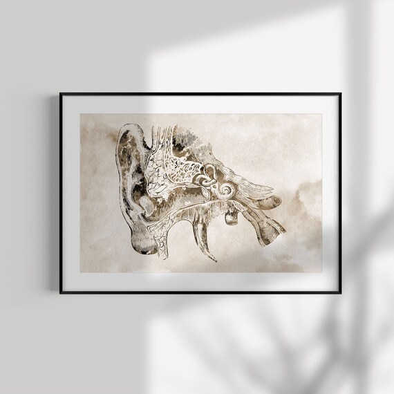 Human Ear Anatomy Watercolor Audiology Poster Cross Section of | Etsy