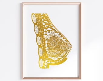 Breast Anatomy Art - Etsy