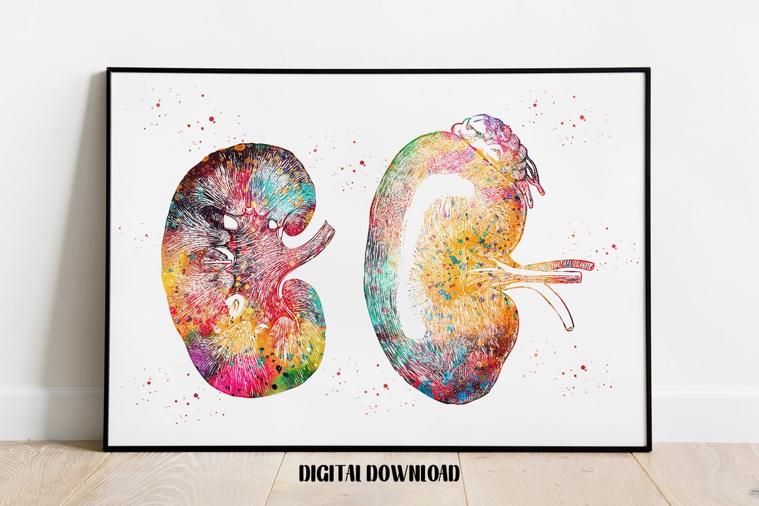 The Kidneys Anatomy Urology Illustration Human Kidneys Poster Medical ...