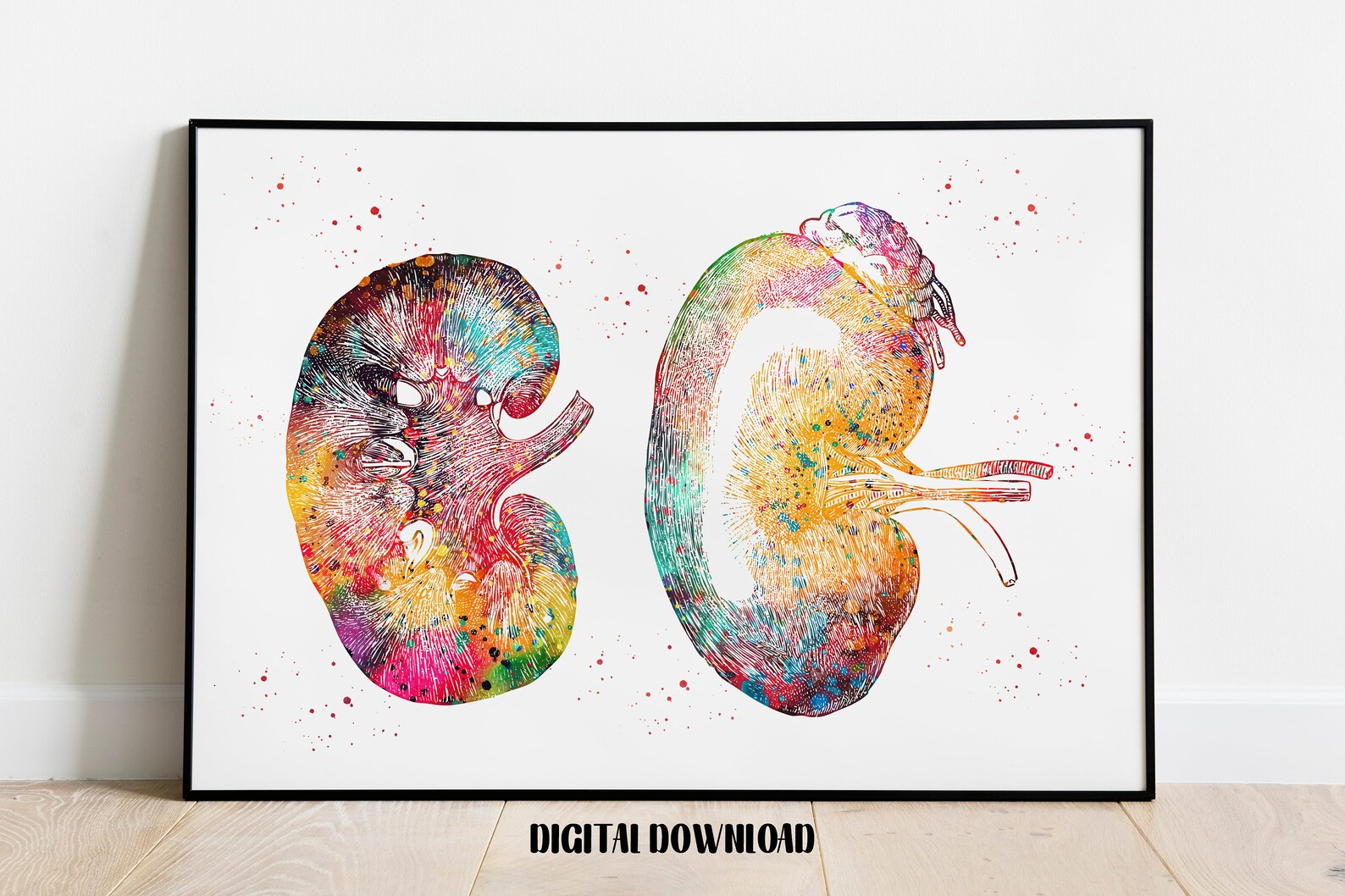 The Kidneys Anatomy Urology Illustration Human Kidneys Poster Medical ...