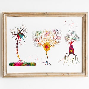 Multipolar Neuron Neurology Brain Graduation Neuroscience Neurologist ...