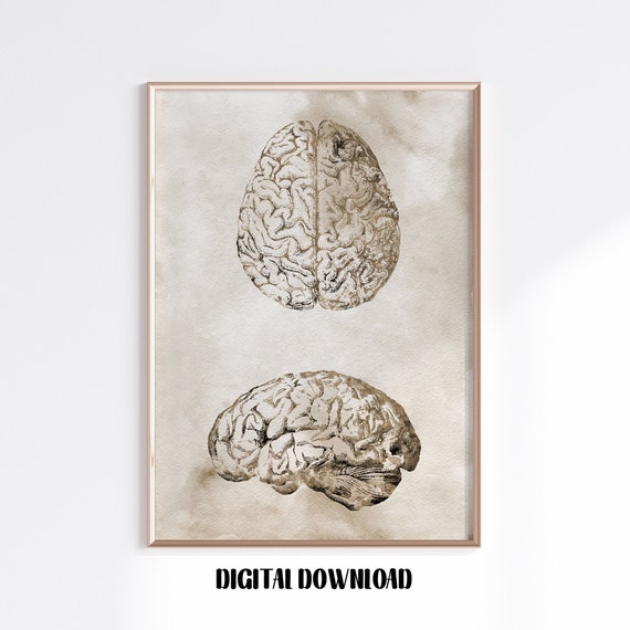 Human Brain Anatomy Poster Medical Science Watercolor Digital | Etsy